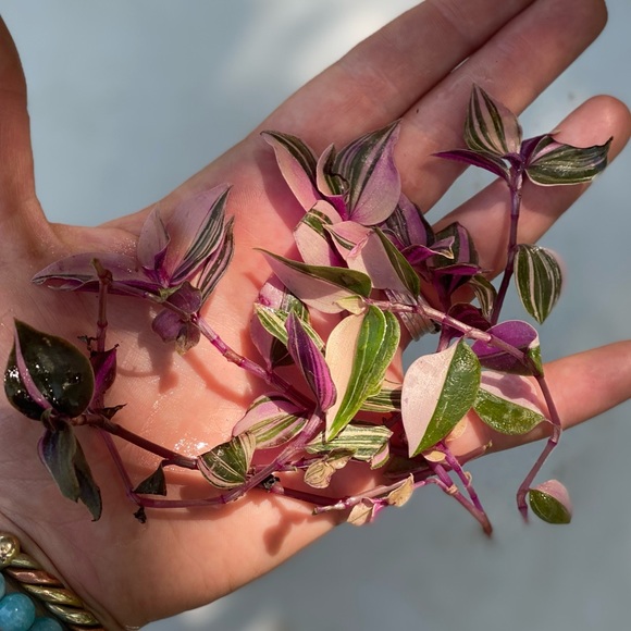 Other | 5 Rare Tradescantia Mundula Lisa Cuttings | Poshmark